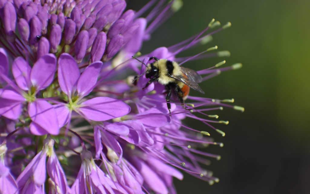 Photos of flowers, bees, microbes, and more – Francis Lab — Pollination ...